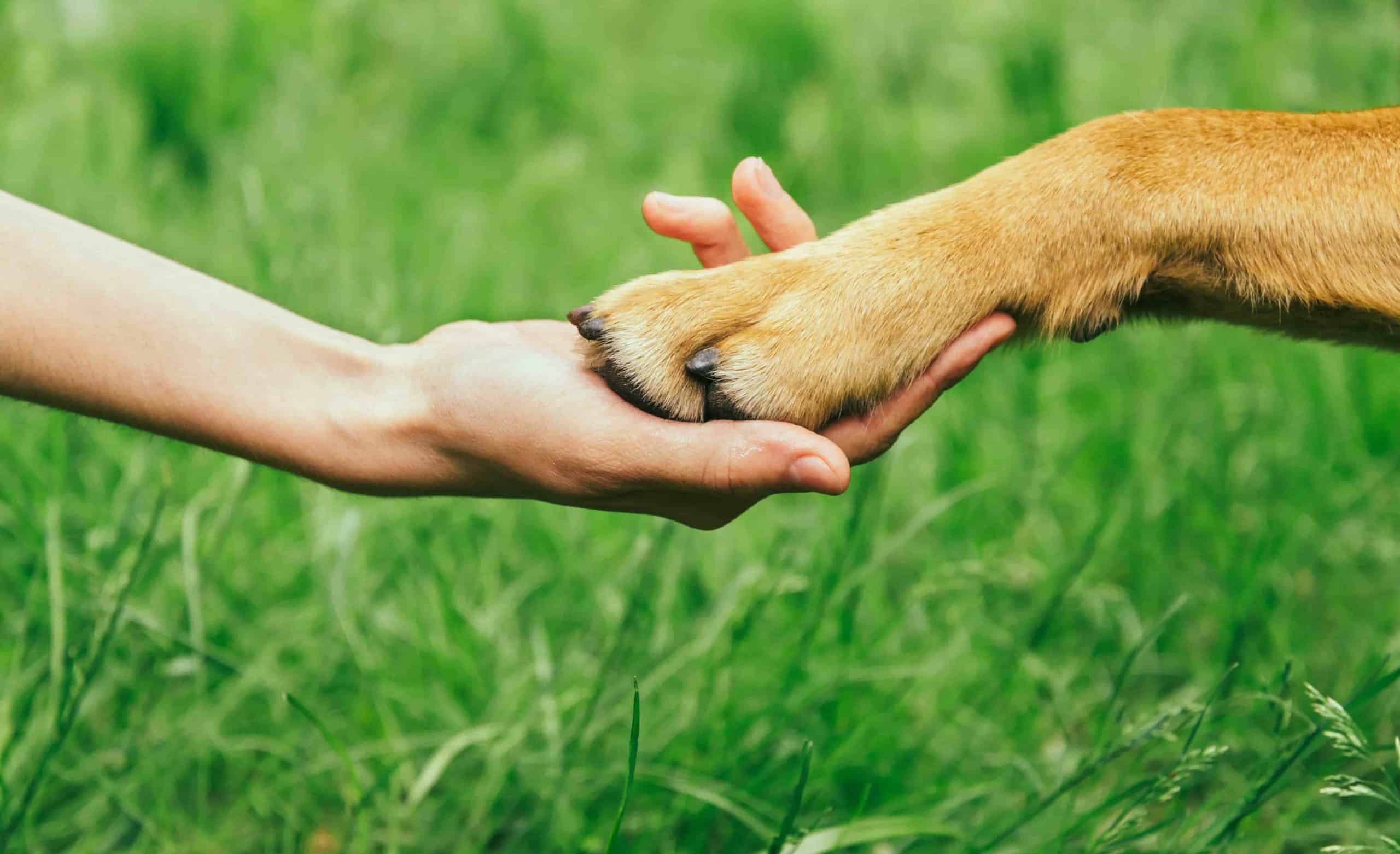 Cómo cuidar las patitas de tu perro - Ganador GT
